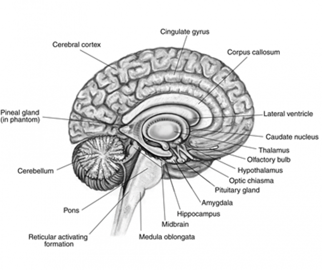 Mechanisms of Visuospatial Thinking in STEM | Hegarty Spatial Thinking ... Mechanisms of Visuospatial Thinking in STEM | Hegarty Spatial Thinking ...